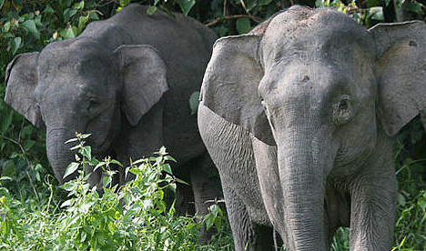asian elephant – SALOMAVILLAGESTAY